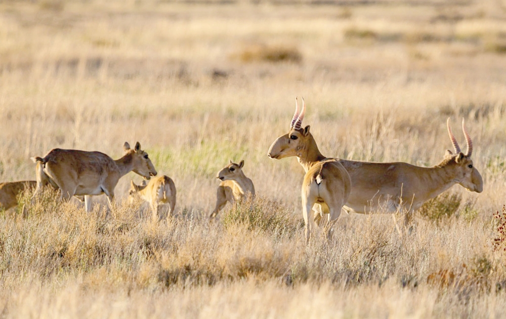 Rare antelope population more than doubles since 2019: Kazakhstan ...