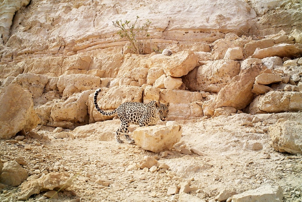 Arabian Leopard spotted in Dhofar once more - Oman Observer