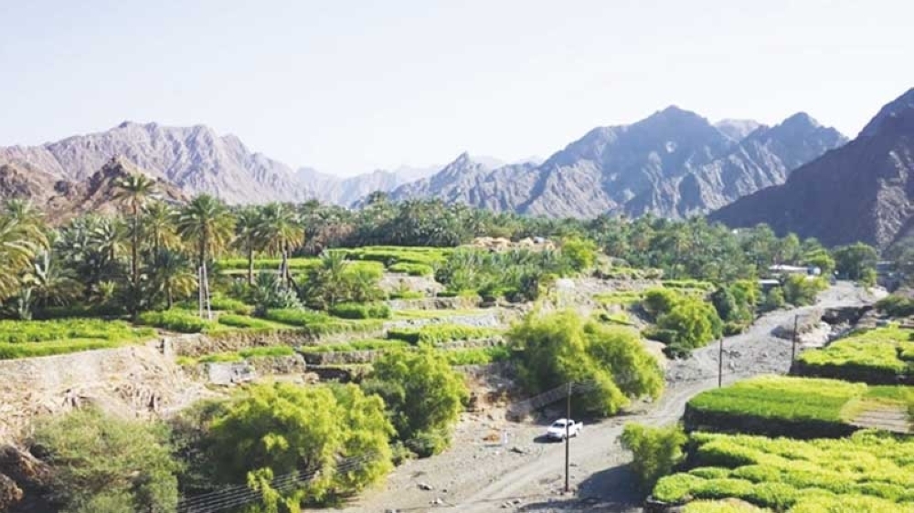 Al Belaida in Ibri tells deeply rooted history - Oman Observer