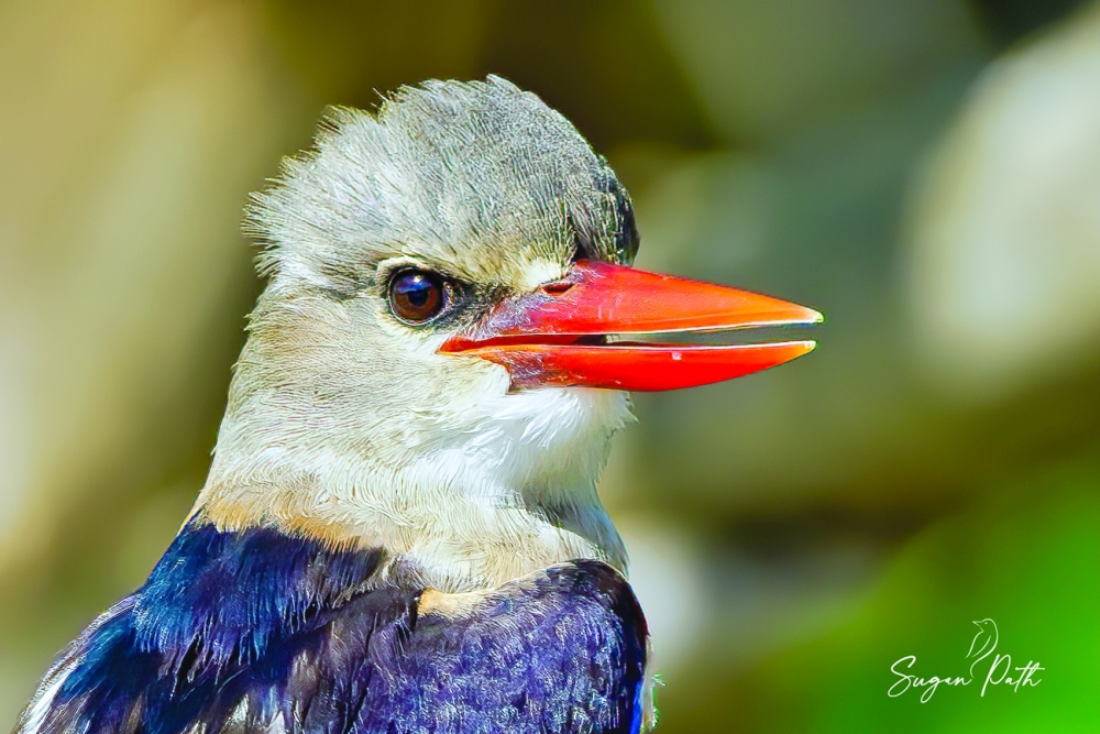 Freezing birds in flight - Oman Observer