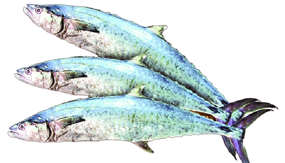Kingfish fishing ban from Sunday - Oman Observer