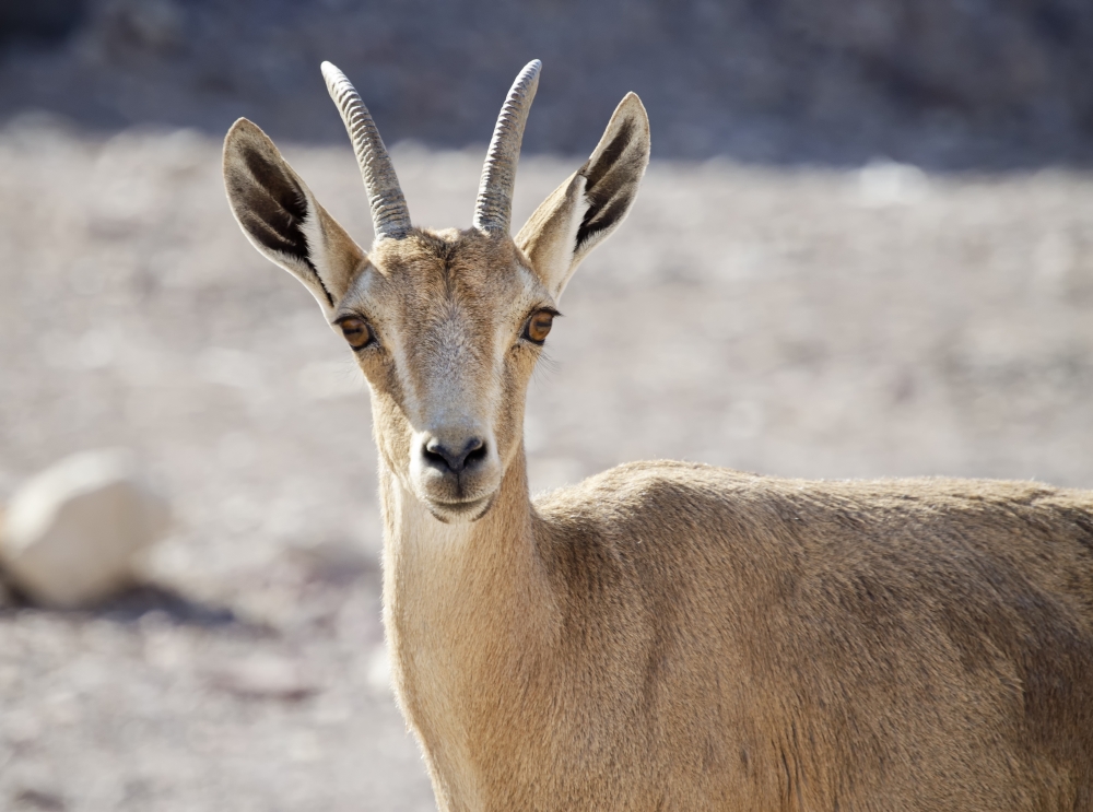 Nubian Ibex: Grazing and foraging in protected sites of Garden City ...