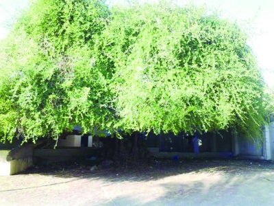 Oman's Sidr trees can live up to 350 years - Oman Observer