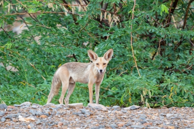 Photographing the Arabian Red Fox - Oman Observer