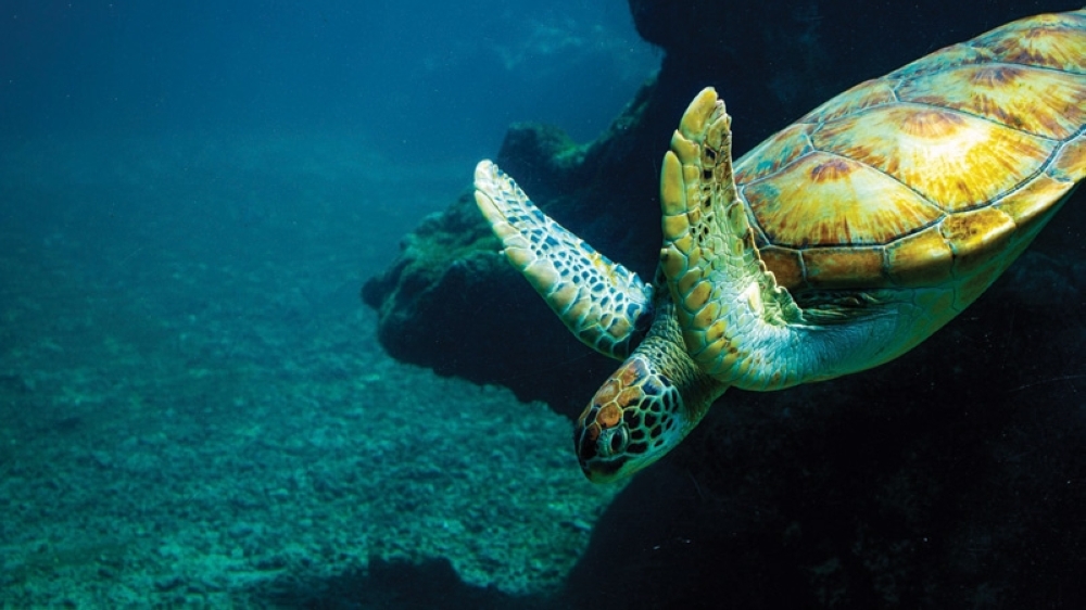 The Turtle’s Odyssey: A consevationist weeps, Shakespeare writes, and ...