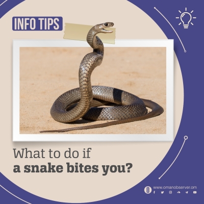 What to do if a snake bites you - Oman Observer