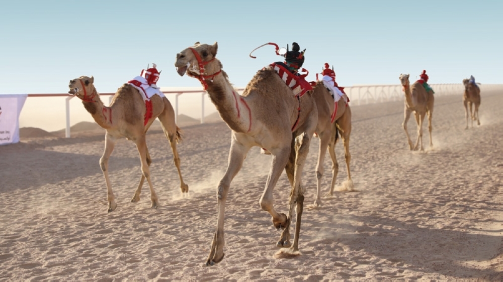 how does camel racing work