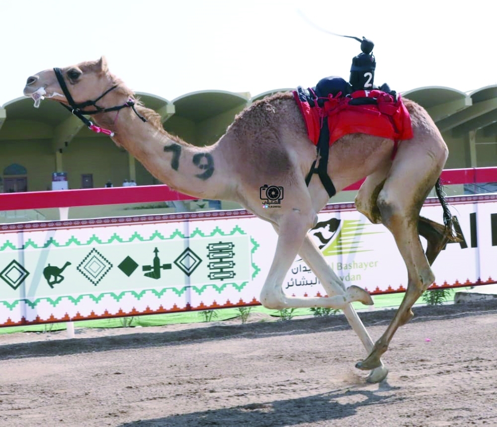 Al Bashayer Camel Racing Festival launched - Oman Observer