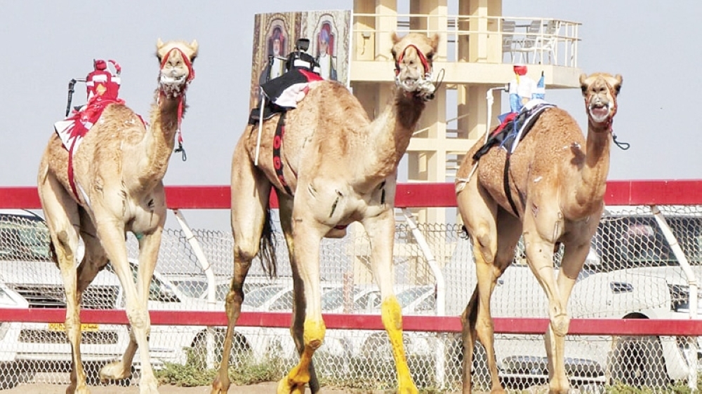 Competitions continue in Sultan's Cup camel racing - Oman Observer
