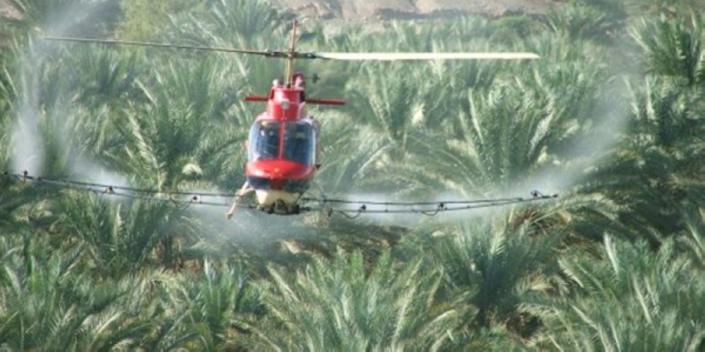 Aerial spraying campaign to combat dubas bug under way - Oman Observer