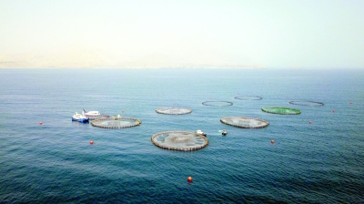 Blue Waters Oman gets prestigious BAP certification - Oman Observer