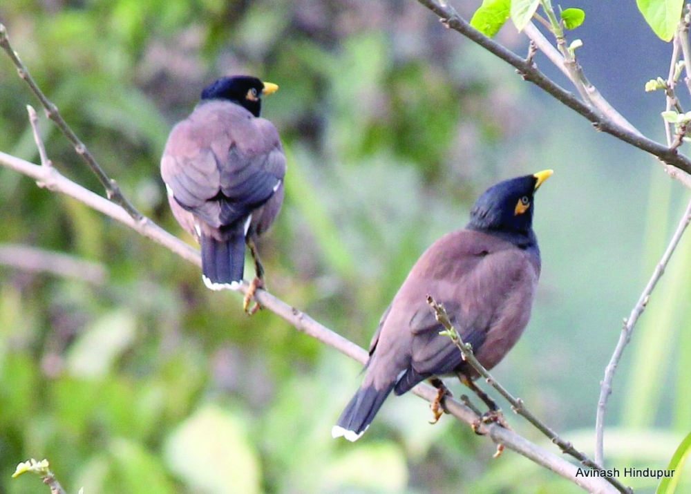 Myna menace: Efforts on to reduce the number of invasive bird - Oman ...