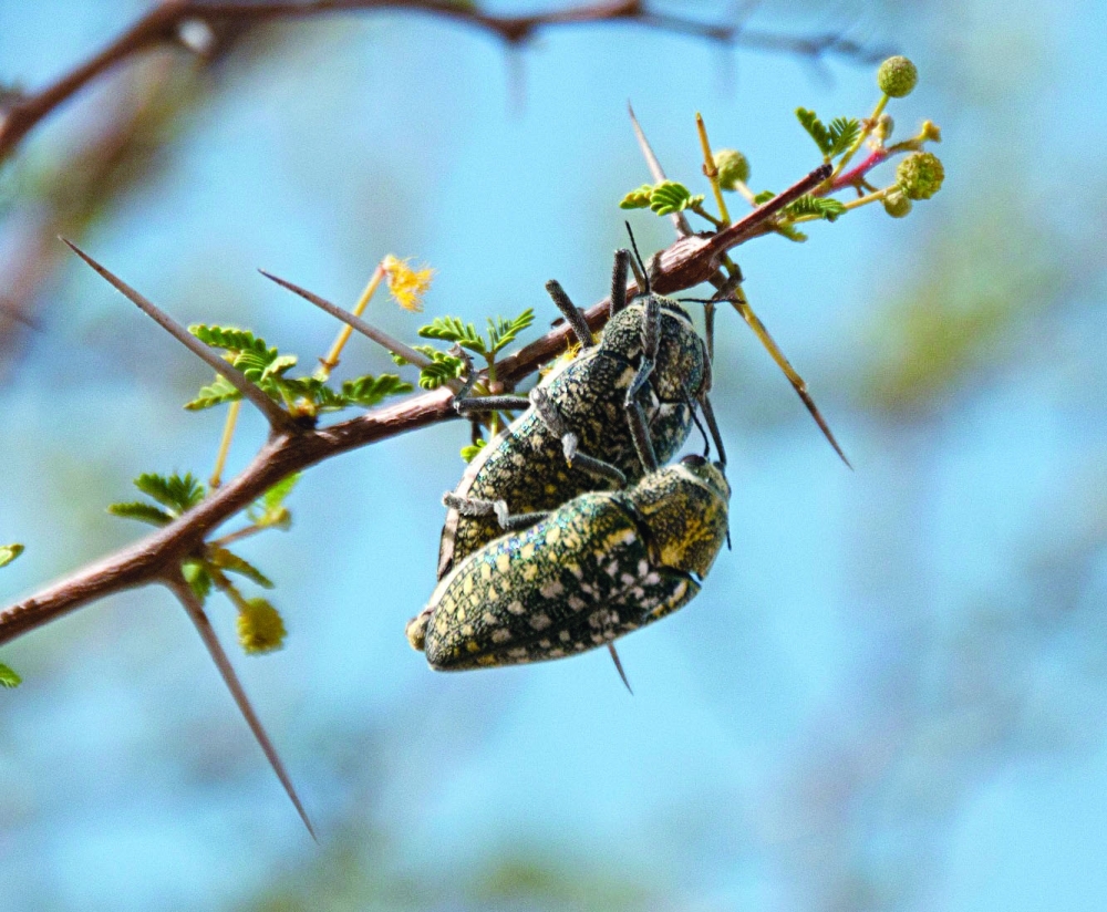 Julodis, the summer beetle, is here - Oman Observer