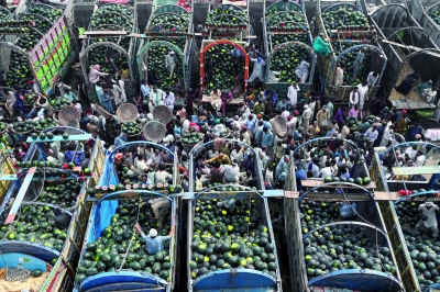 TRADING WATERMELONS - Oman Observer