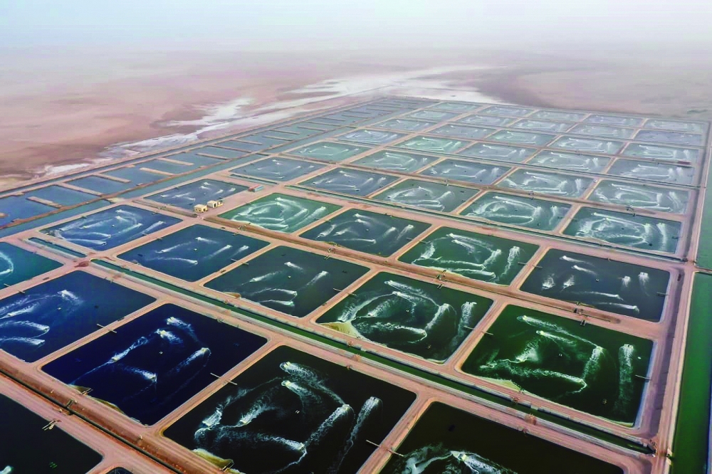 FDO’s RO 20m shrimp aquaculture project yields maiden harvest - Oman ...