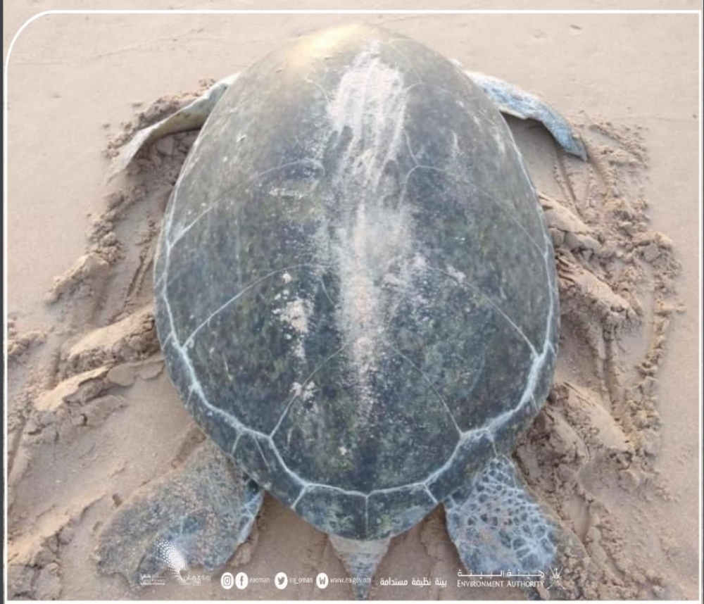 Turtle returns to Oman shores after 31 years - Oman Observer