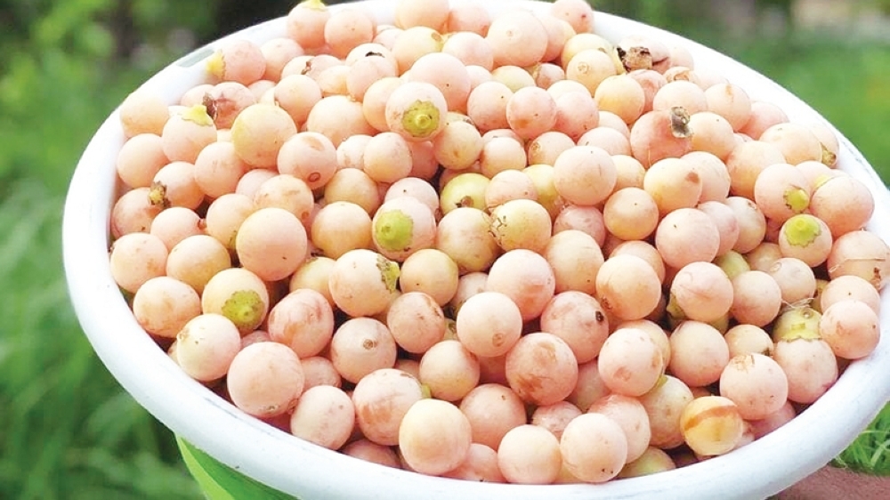 Cordia myxa: A strange fruit that thrives in hot weather - Oman Observer