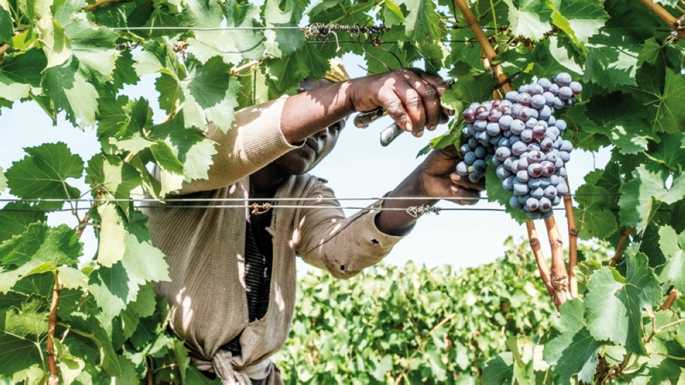 HARVESTING GRAPES - Oman Observer