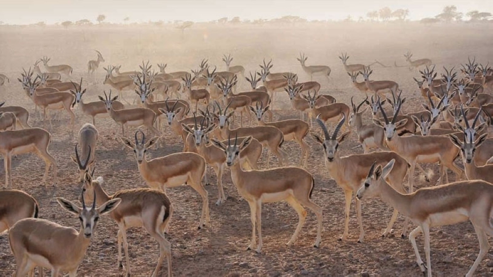 Five best places to observe Oman’s wildlife - Oman Observer