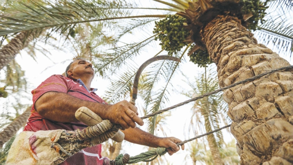 Iraq’s date palms: rescuing a national icon - Oman Observer