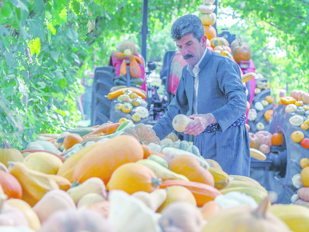 Kurdish Iraqi farmer sprouts online advice, green awareness - Oman Observer