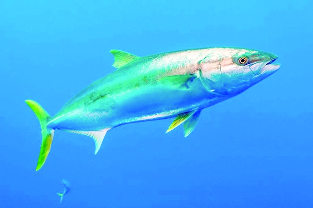 Catching kingfish next 2 months attracts fine of RO 300 and jail - Oman ...