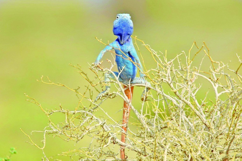 Endemic reptiles of Oman need conservation - Oman Observer