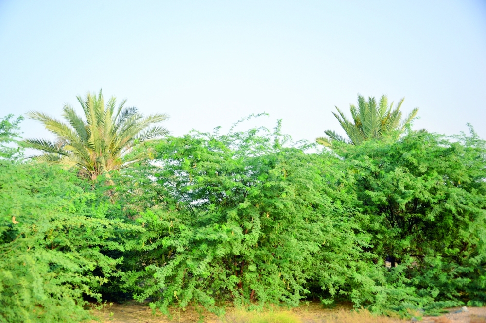 Invasive mesquite - Oman Observer