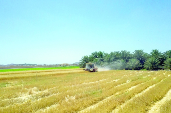 Procurement of locally grown wheat surges to 1,100 MT in 2022: OFM ...