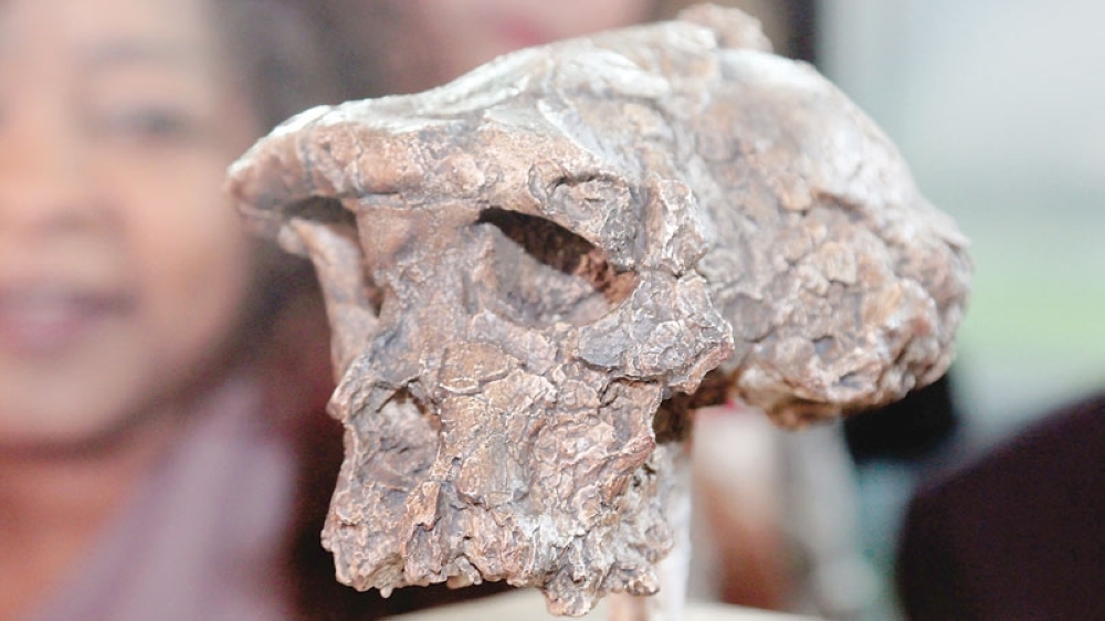Oldest human relative walked upright 7m years ago: Study - Oman Observer