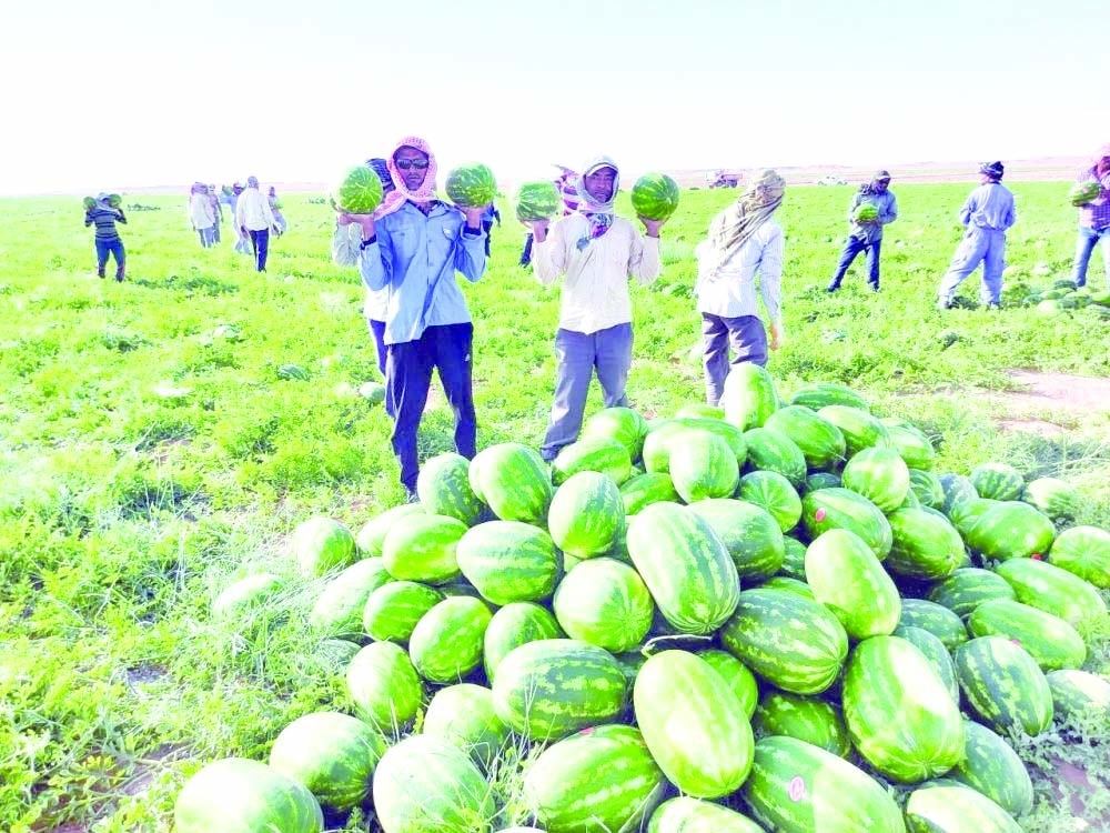 Fruit trees, crops thrive in Al Najd Agricultural Zone - Oman Observer