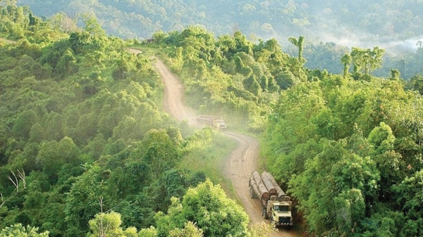 Scientists fight to protect DR Congo rainforest as threats increase ...