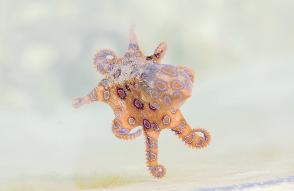 Octopuses Do Not Have Backbones — or Rights - Oman Observer