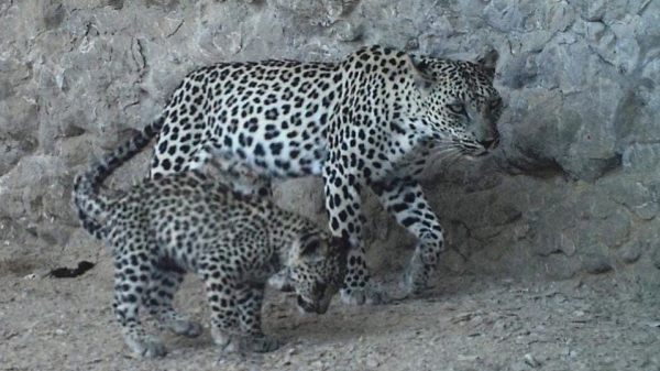 Arabian leopard, cub spotted in Jabal Samhan Nature Reserve - Oman Observer