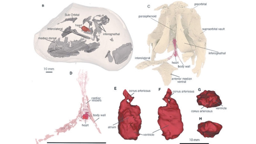 380m-year-old ‘beautifully preserved’ fish heart is oldest ever found ...