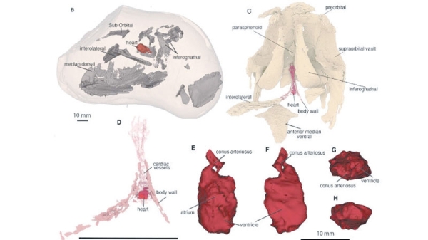 380m-year-old ‘beautifully preserved’ fish heart is oldest ever found ...