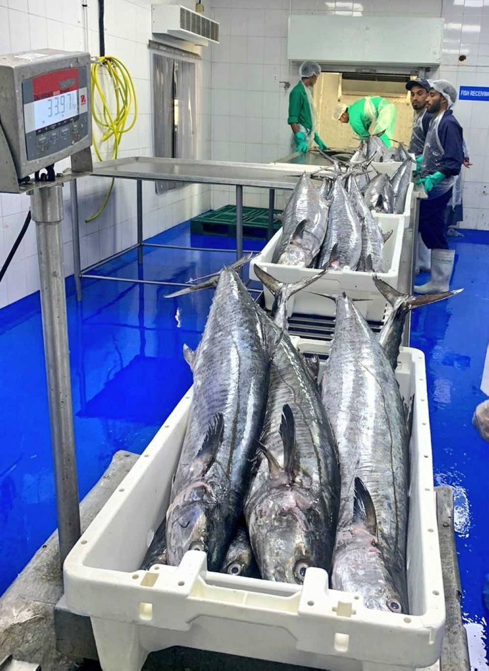 338kg of kingfish seized in Muttrah Fish Market - Oman Observer