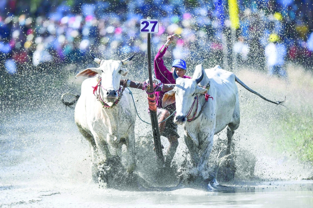 Vietnam's oxen race in muddy festival - Oman Observer