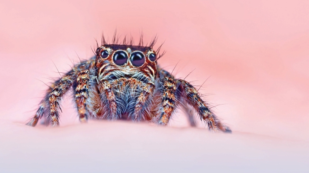 Zooming in to see the beauty of small creatures - Oman Observer