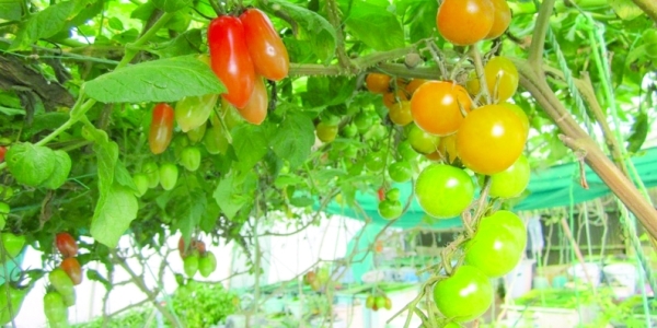 SQU produces Asian seabass, tomatoes using aquaponics - Oman Observer