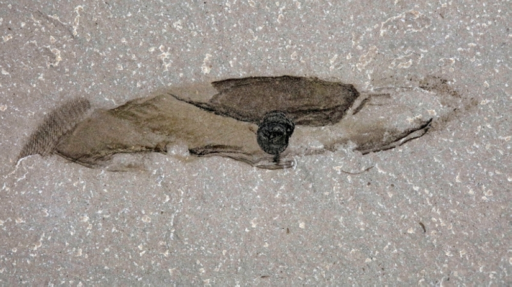 Fossils Solve Mystery of an Ancient ‘Alien Goldfish’ - Oman Observer