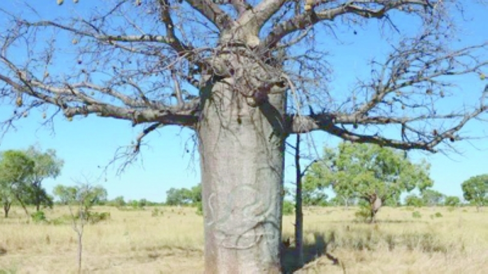 Race on to save ancient Aboriginal tree carvings - Oman Observer