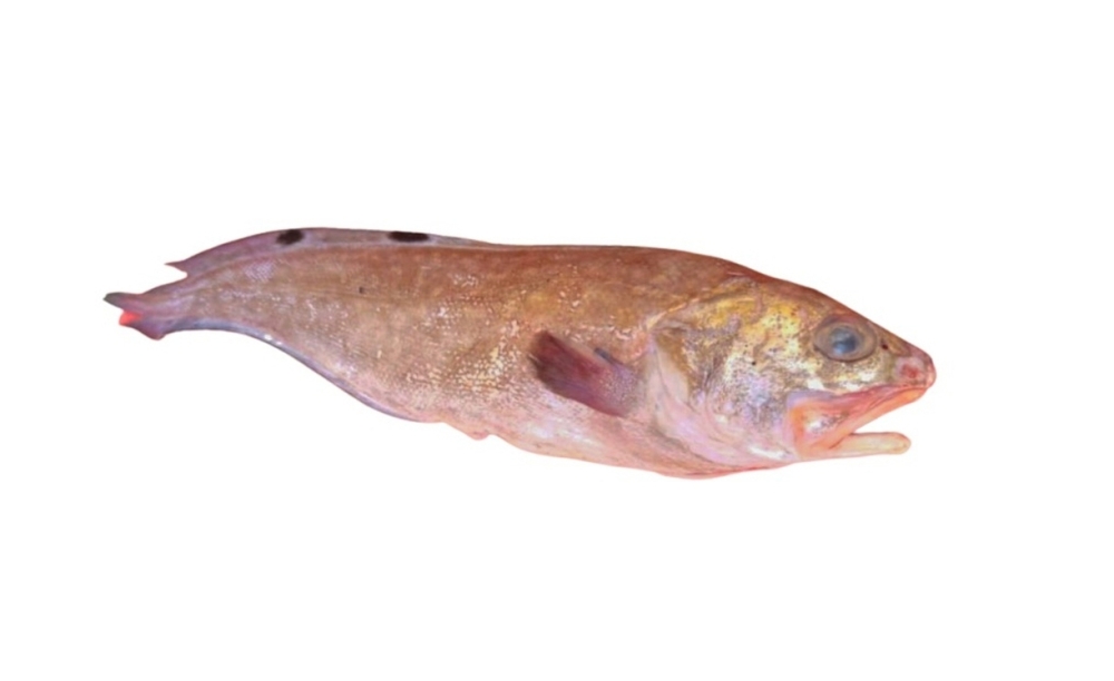 New fish species discovered in Kamzar - Oman Observer
