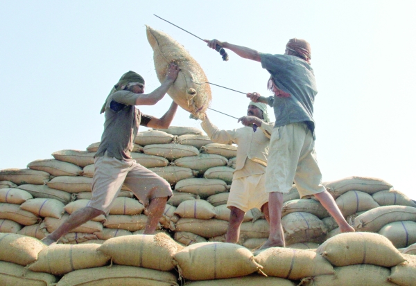 India rice export curbs to end decade of price stability - Oman Observer