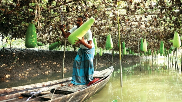 As seas rise, Bangladesh farmers revive floating farms - Oman Observer