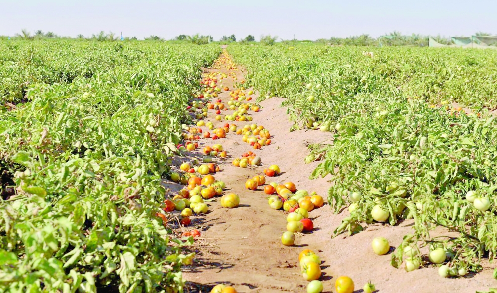 Studies highlight Najd’s potential to attract agribusinesses - Oman ...