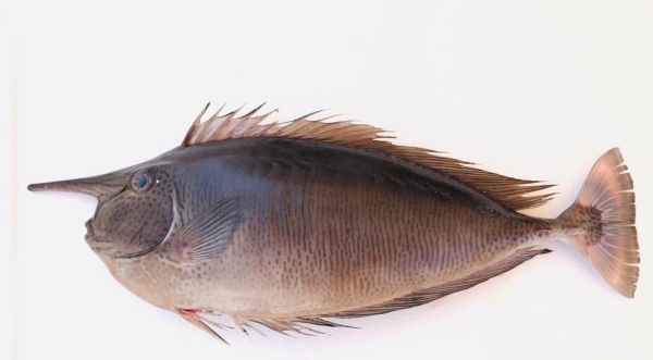 Spotted Rhinofish seen in Omani waters - Oman Observer