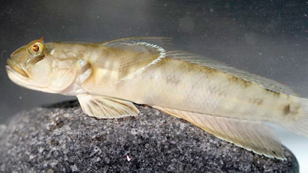 New species of wetland fish found in Oman - Oman Observer