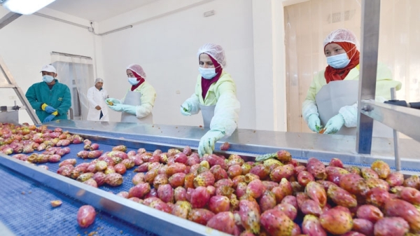 Prickly pear producers predict cacti cosmetics cash-in - Oman Observer