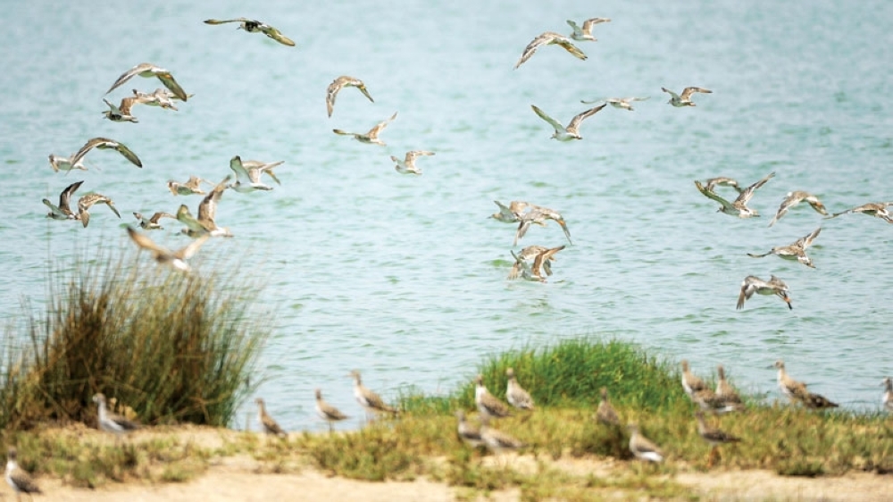 Bar Al Hikman is a unique, hidden, and appealing tourist destination ...